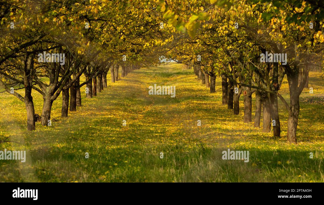 A beautifully lit alley of trees in the orchard. Moravia, Czech ...