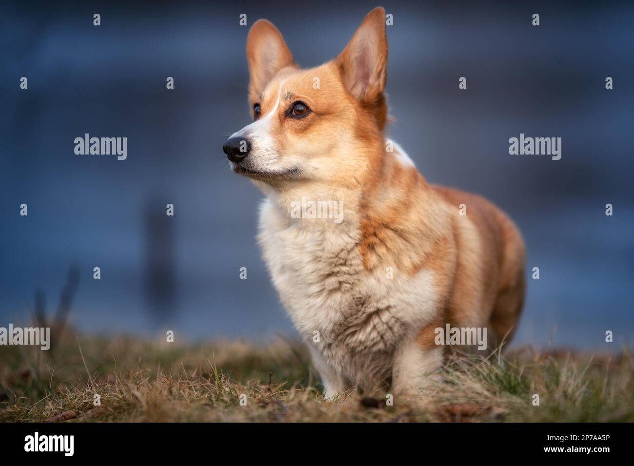 The Welsh Corgi Pembroke dog is waiting stately standing. In the forest ...