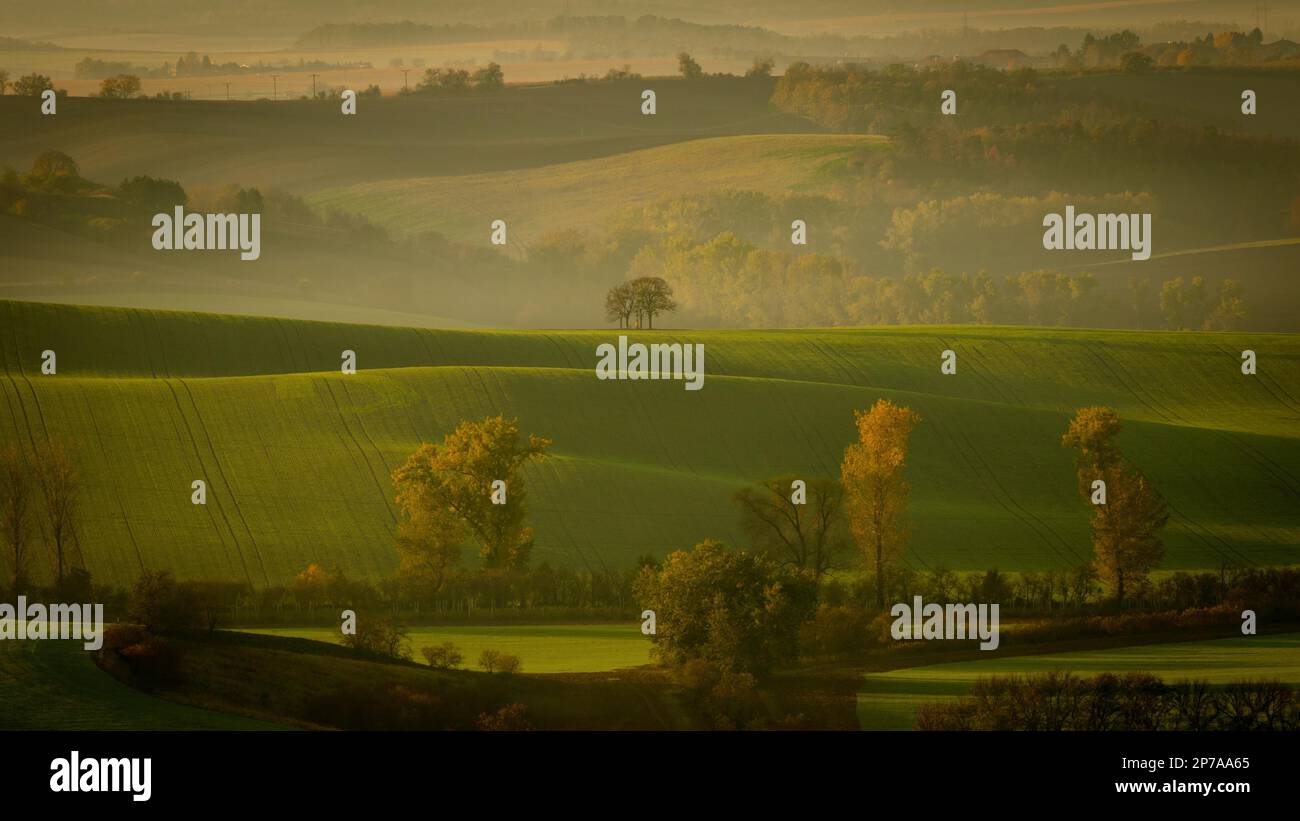 Beautiful Moravian fields with avenues of trees shrouded in morning fog ...