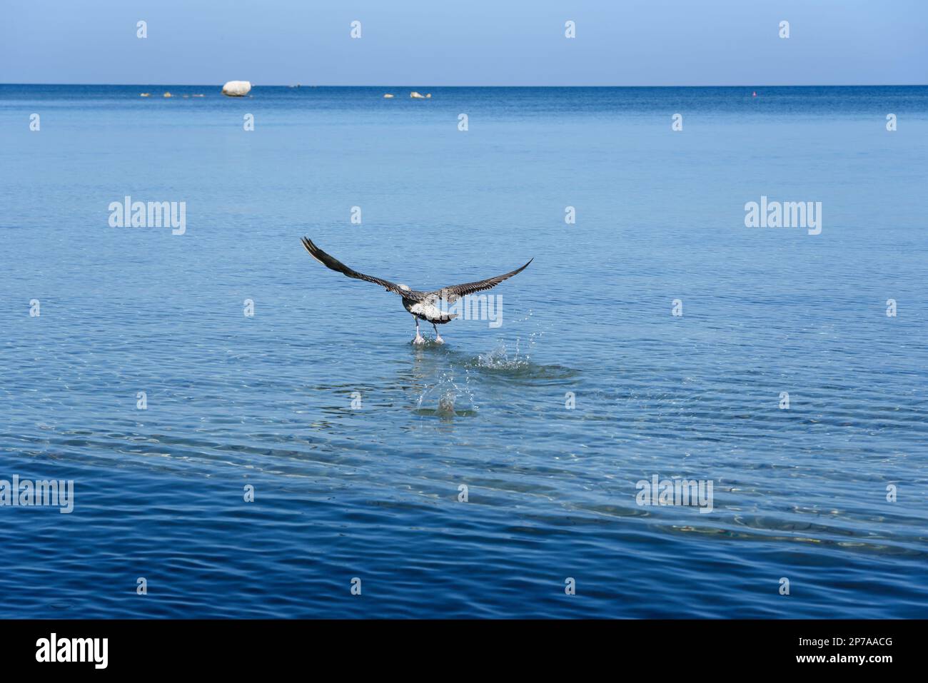 Flying seagull over sea water Stock Photo - Alamy