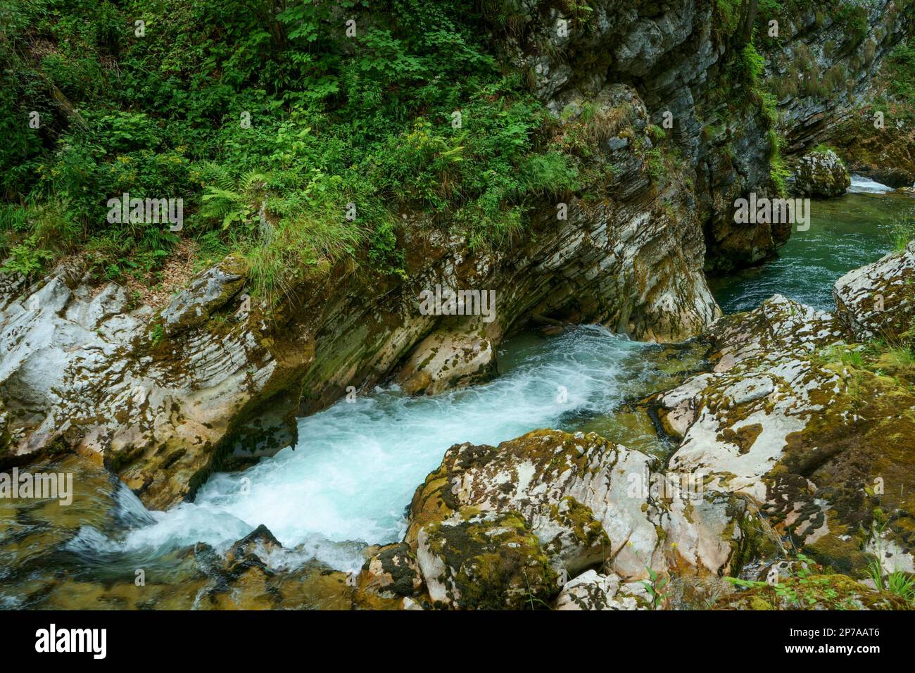 A stream (Radovna) with rapids flows through a rocky valley in the ...