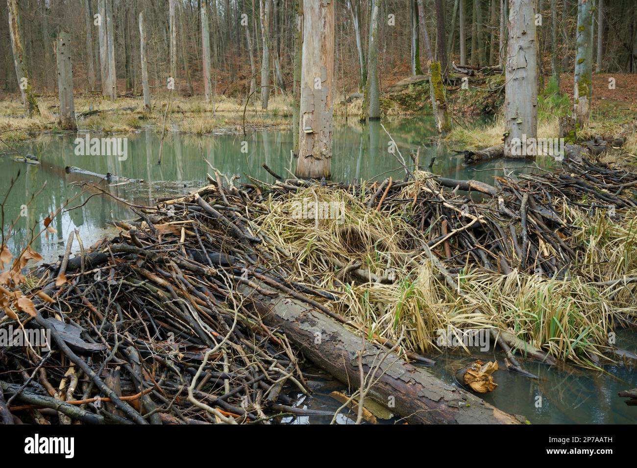 A beaver (Castor Fiber) dam dams up a stream (Nonnenfliess) in a forest ...