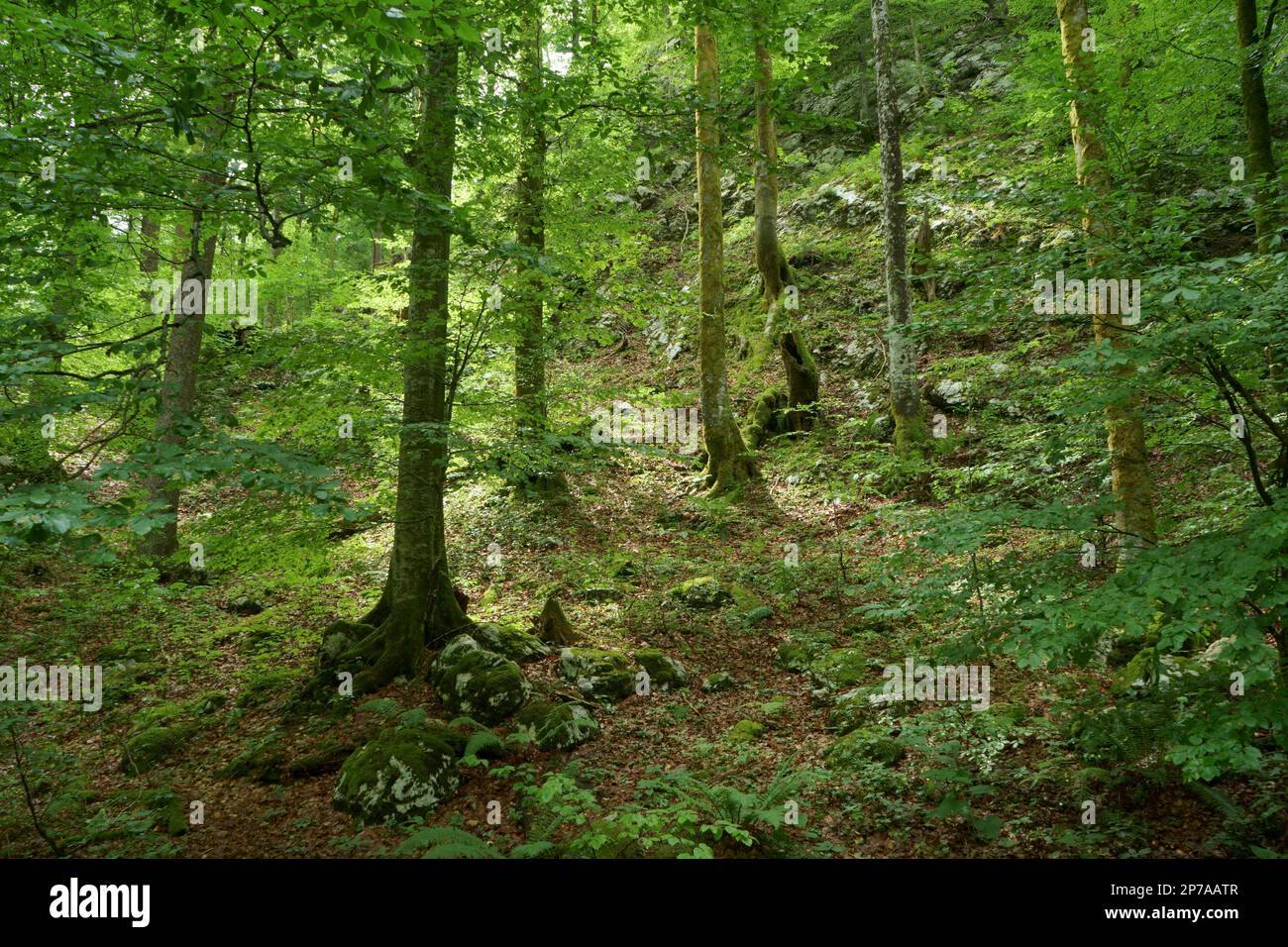 Beech (Fagus sylvatica) trees overgrown with moss and lichen on a slope ...