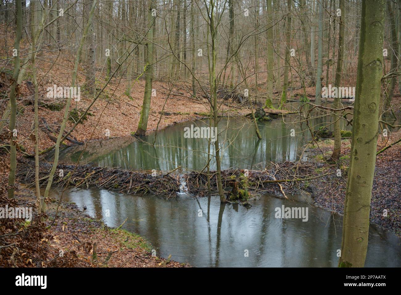 A beaver (Castor Fiber) dam dams up a stream (Nonnenfliess) in a mixed ...