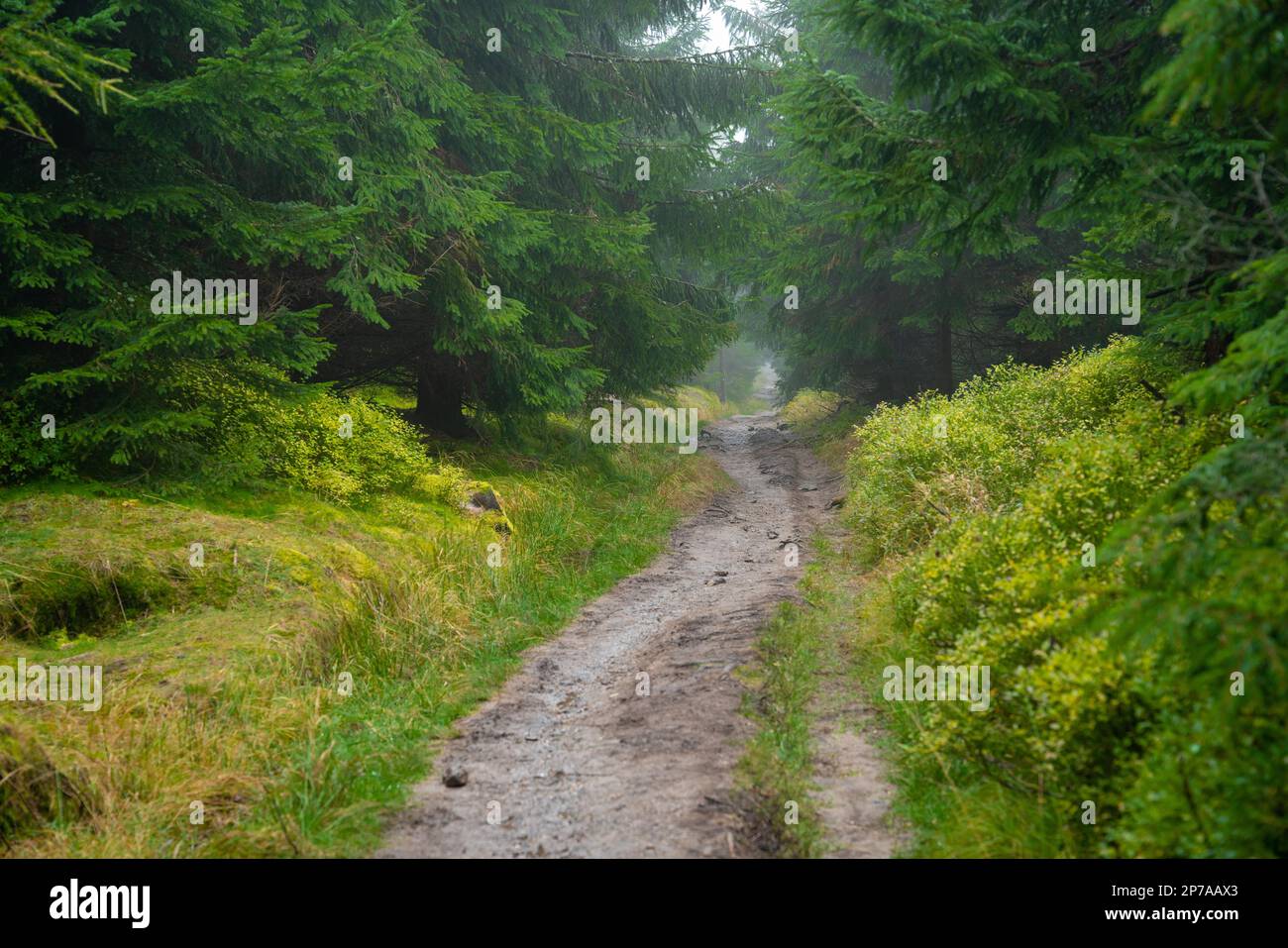 Wet autumn hi-res stock photography and images - Alamy