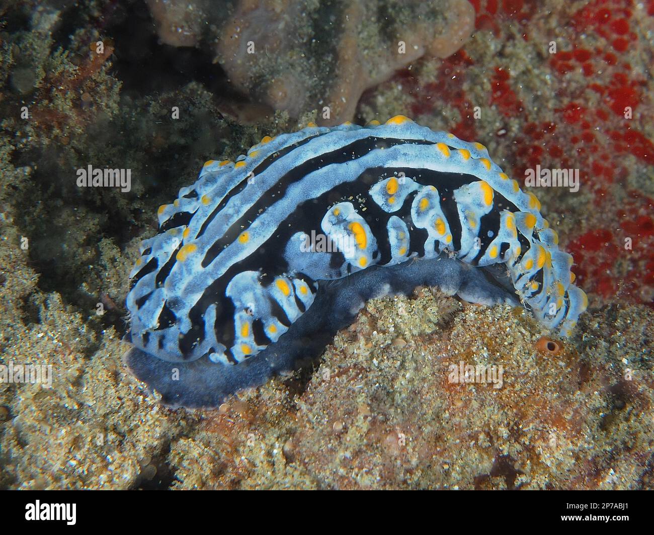 Veiny varicose wart slug (Phyllidia varicosa), Sodwana Bay National ...
