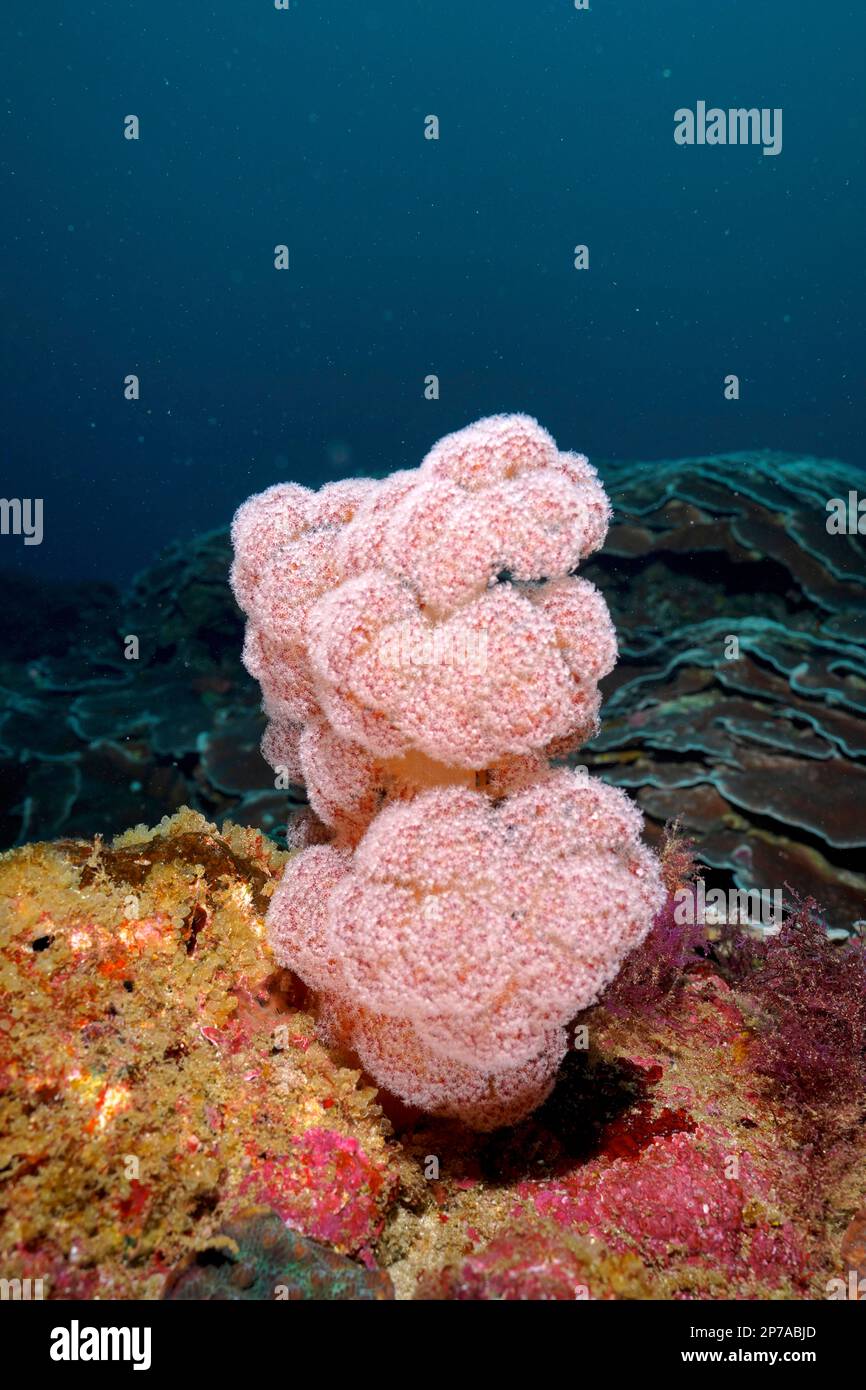Thistle Tree Coral (Dendronephthya), Sodwana Bay National Park Dive ...