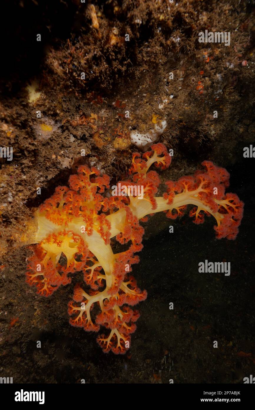 Red tree coral (Dendronephthya) in a cave. Aliwal Shoal Dive Site ...