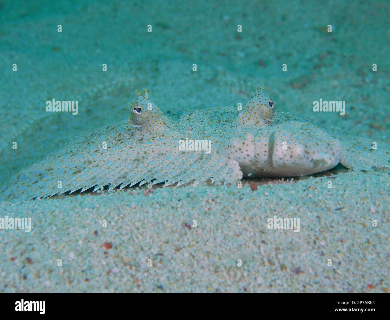Portrait of peacock flounder (Bothus mancus), Sodwana Bay National Park ...