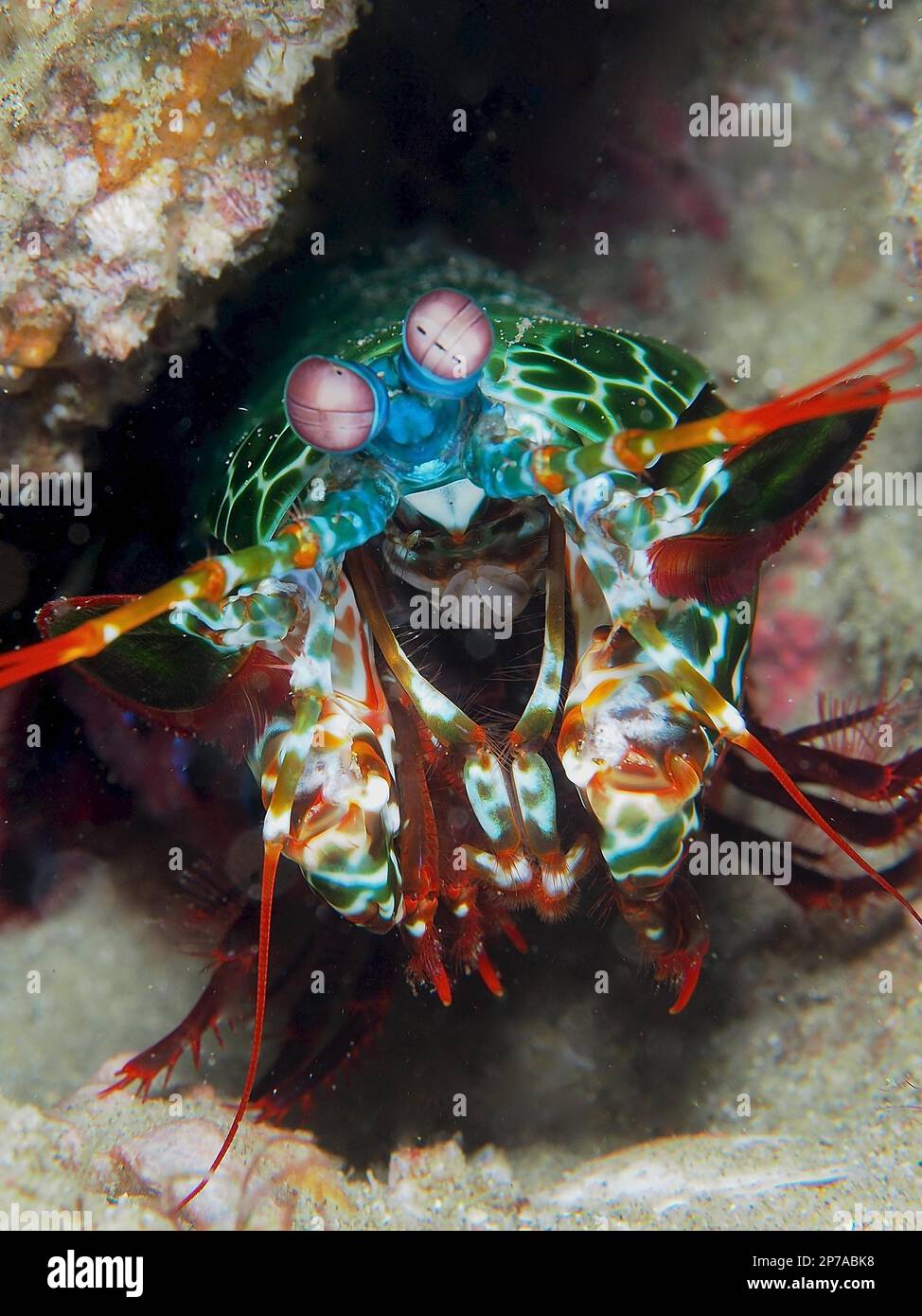 Portrait of peacock mantis shrimp (Odontodactylus scyllarus), Sodwana ...