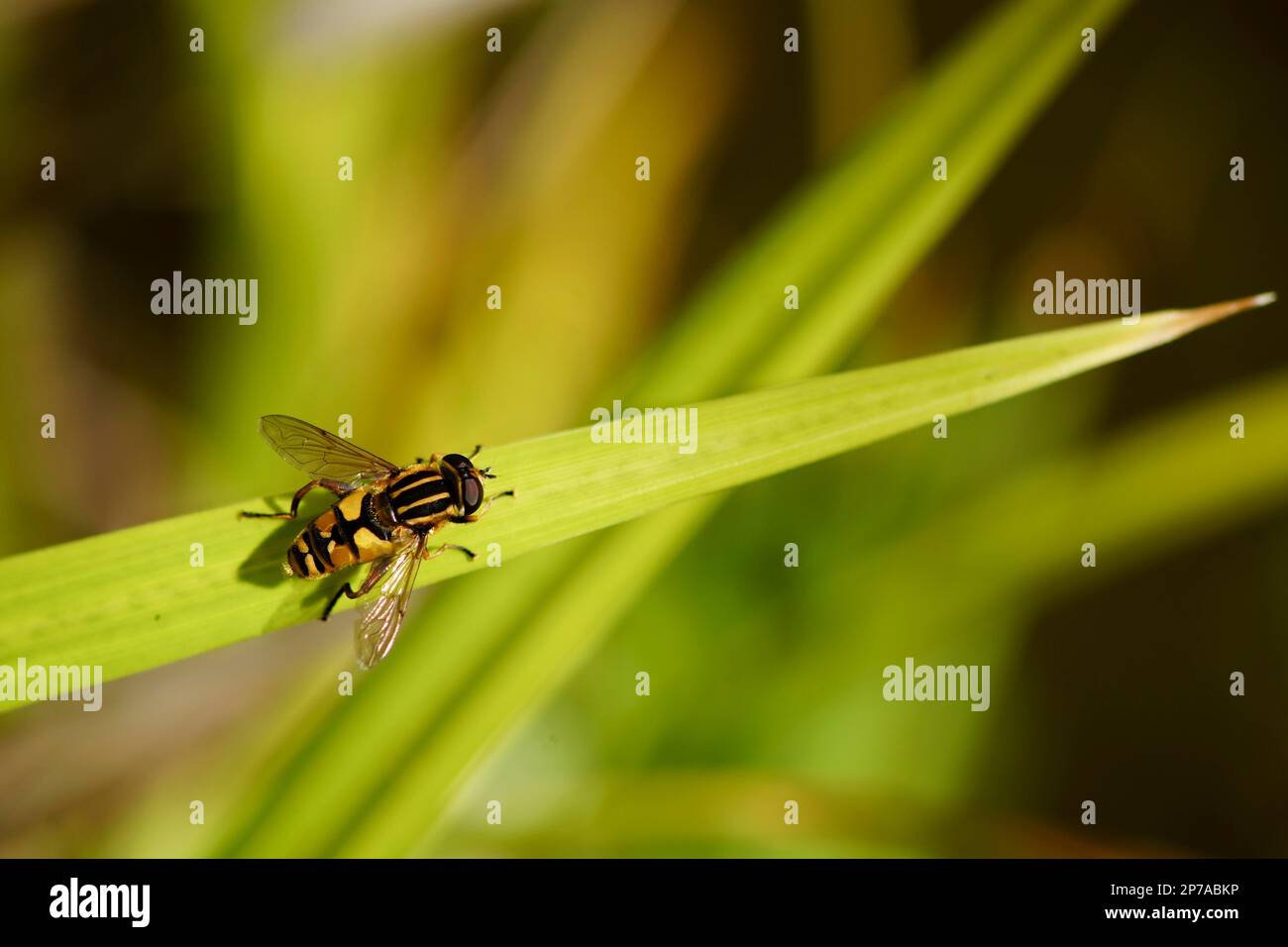 A dangling sunlover (Helophilus pendulus) on a leaf. Germany ...