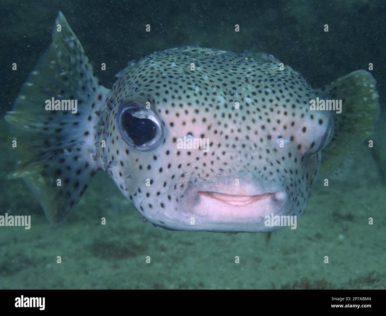 Portrait of spot-fin porcupinefish (Diodon hystrix), Sodwana Bay ...