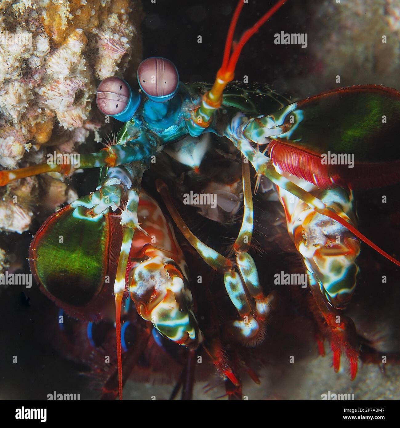 Portrait of peacock mantis shrimp (Odontodactylus scyllarus), Sodwana ...