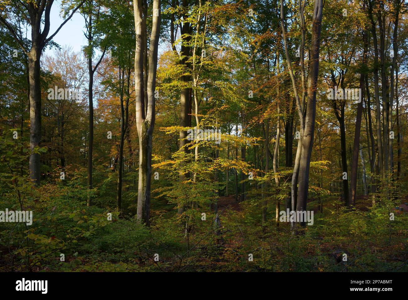 A near-natural mixed beech forest in autumn. Germany, Brandenburg ...