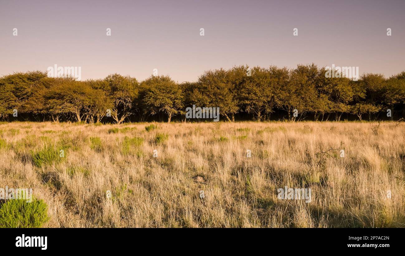 Pampas forest landscape, Calden tree, La pampa Province, Patagonia ...