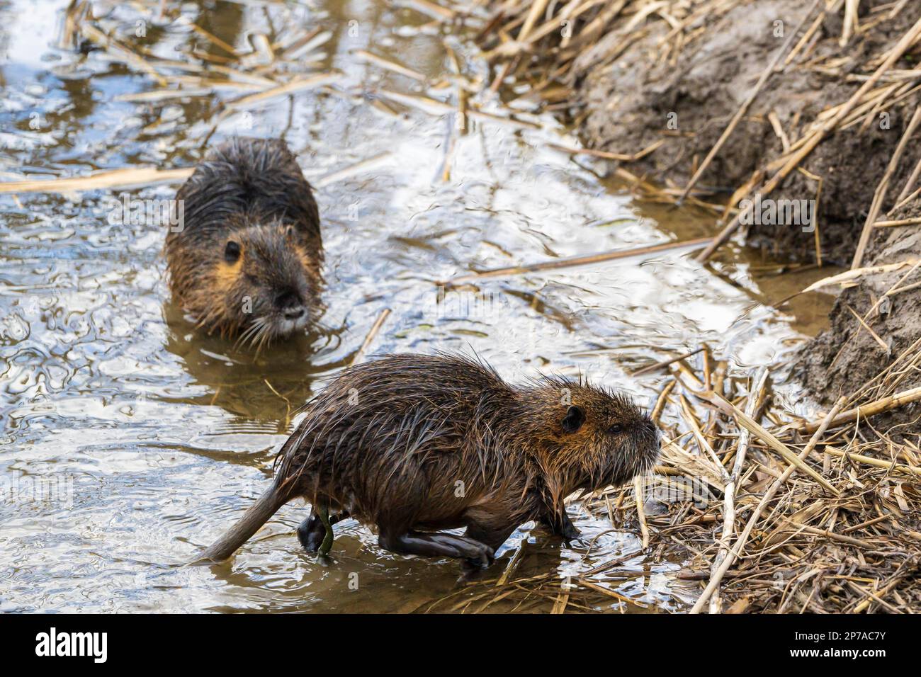 Den nutria hi-res stock photography and images - Alamy