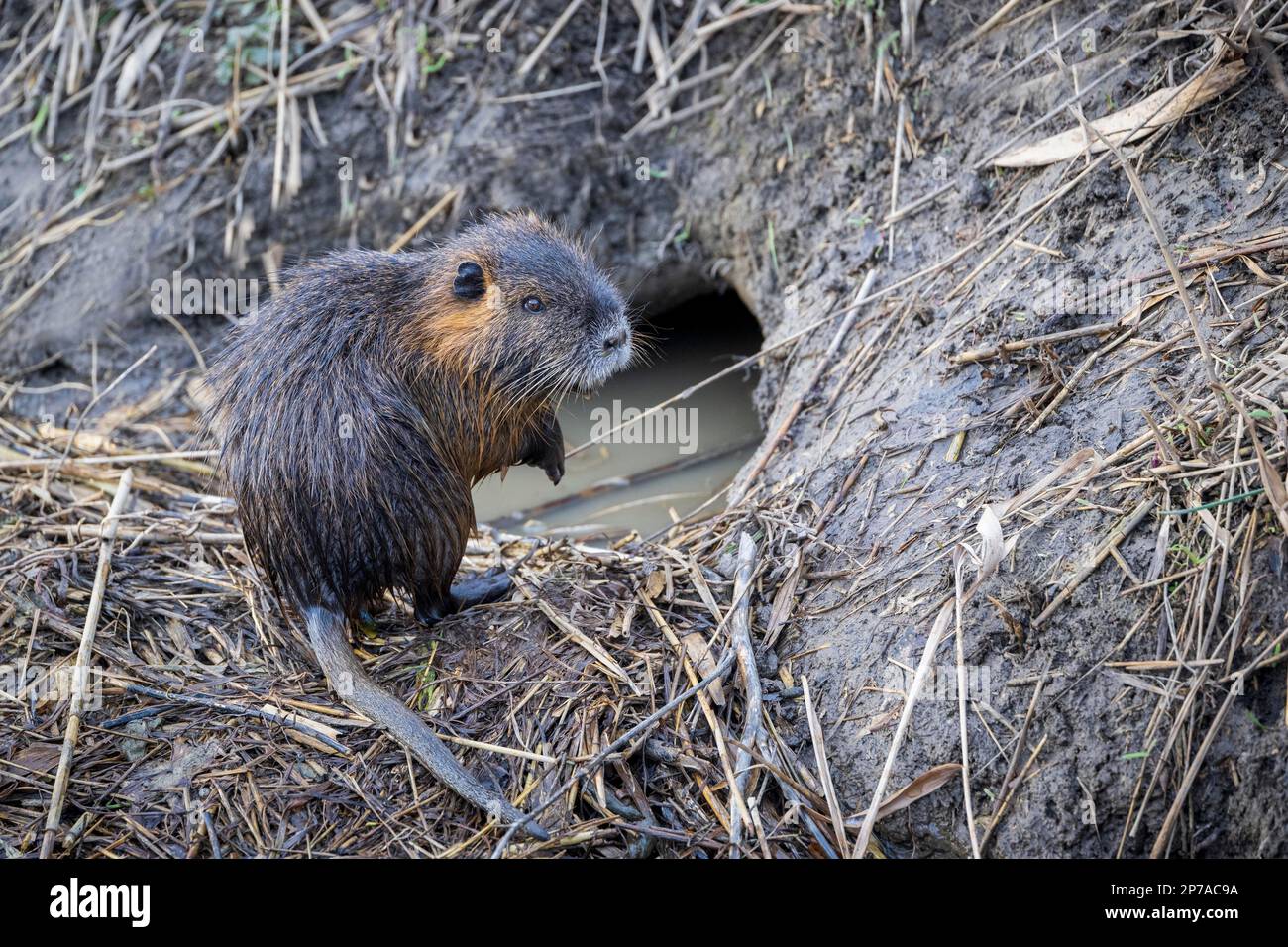 Nutria (Myocastor coypus), young animal in front of burrow, cave, Lower ...