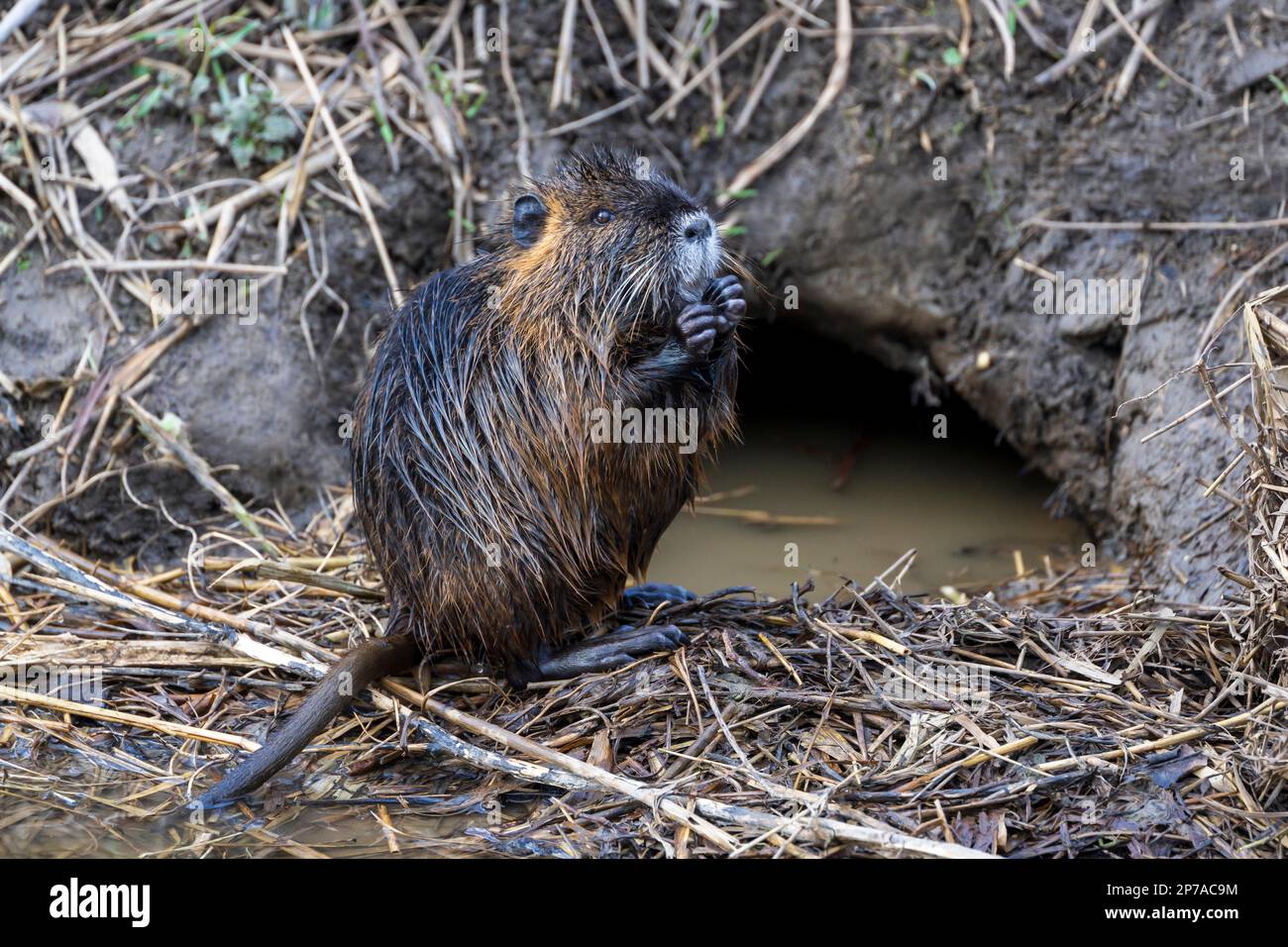 Nutria (Myocastor coypus), young animal in front of burrow, cave, Lower ...