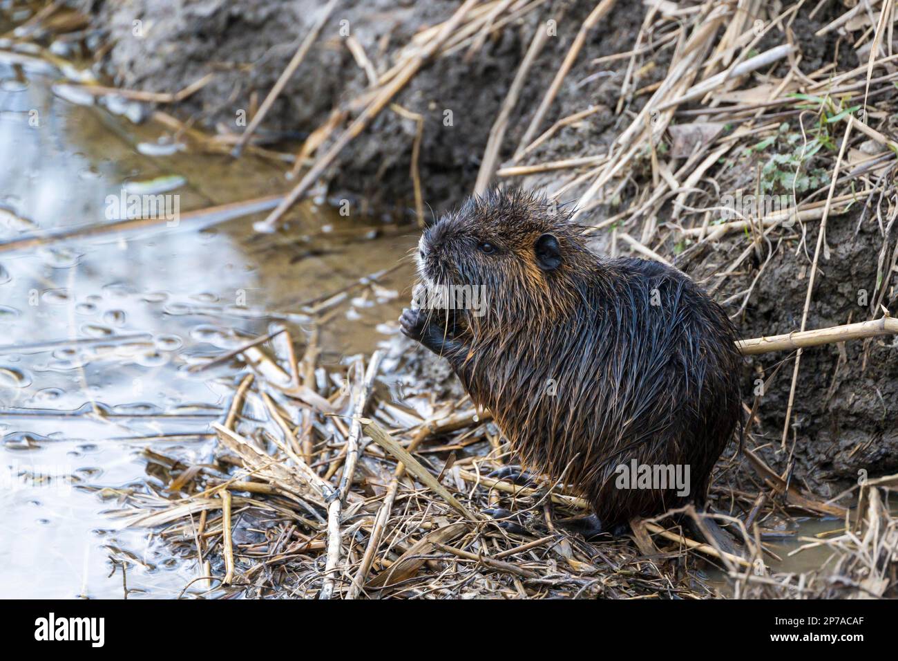 Nutria (Myocastor coypus), young animal in front of burrow, cave, Lower ...