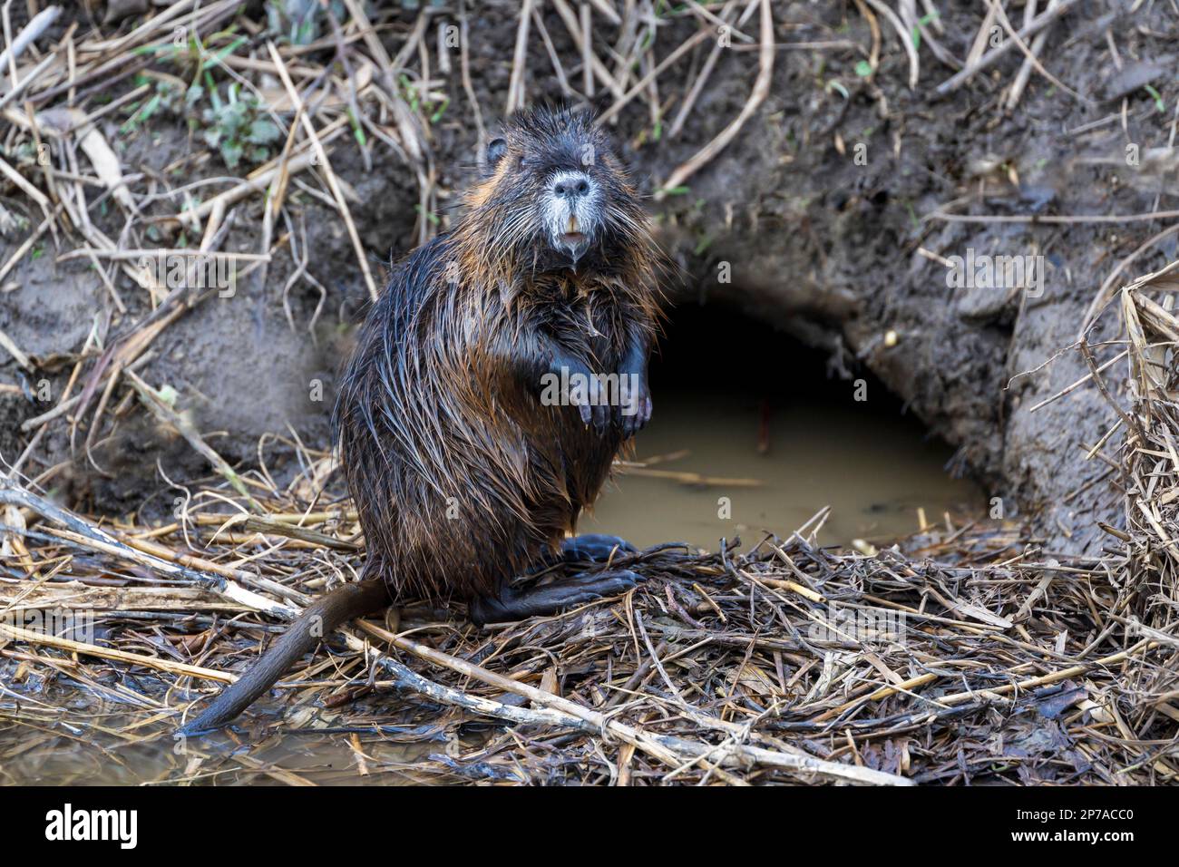 Nutria (Myocastor coypus), young animal in front of burrow, cave, Lower ...