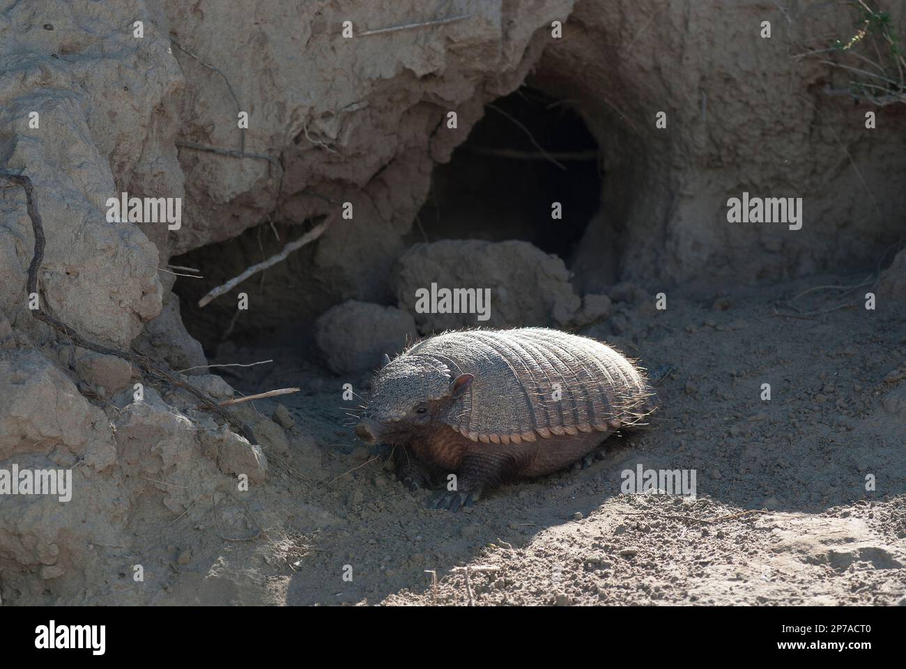Armadillo in desert environment, Peninsula Valdes, Unesco World ...