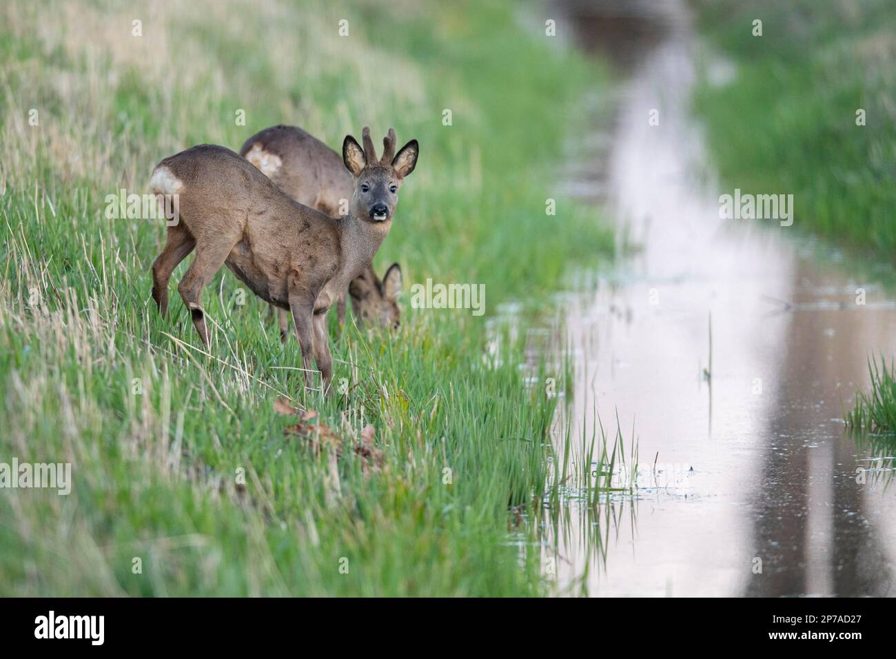 European roe deer (Capreolus capreolus), buck, male, Vechta, Lower ...