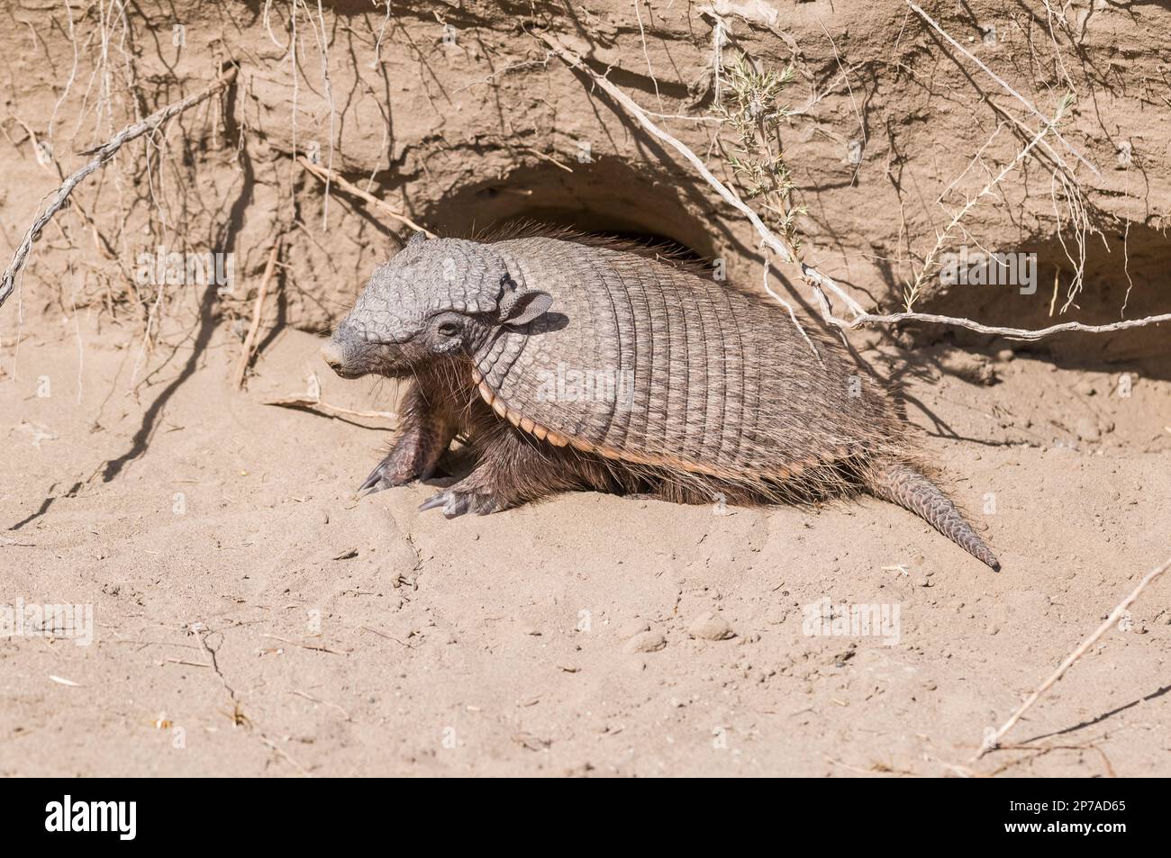 Armadillo in desert environment, Peninsula Valdes, Unesco World ...