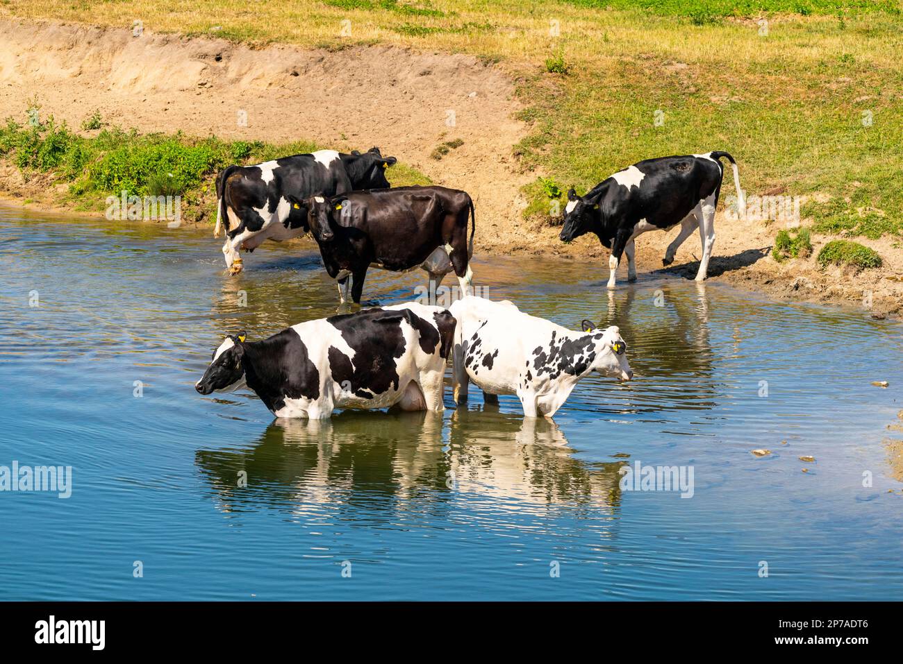 Cows bathing in the river Lippe in summer near Heessen, North Rhine ...