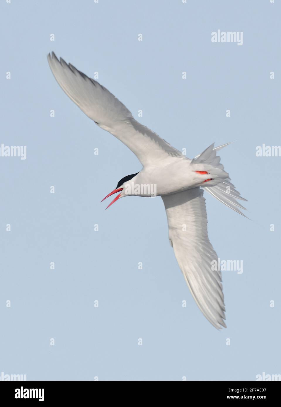 Sandwich Tern,Thalasseus sandvicensis in flight.Patagonia Argentina ...