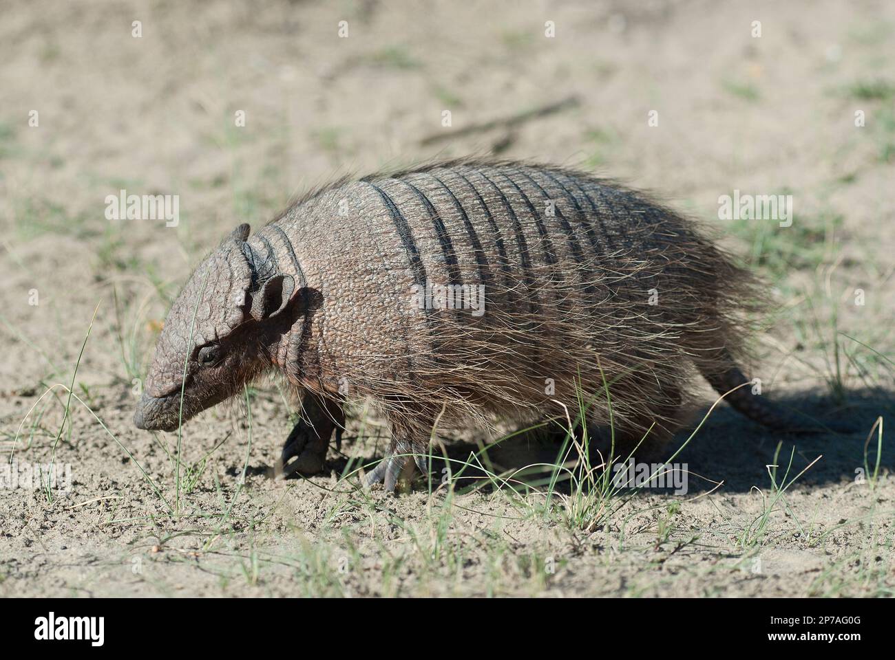 Armadillo in desert environment, Peninsula Valdes, Unesco World ...
