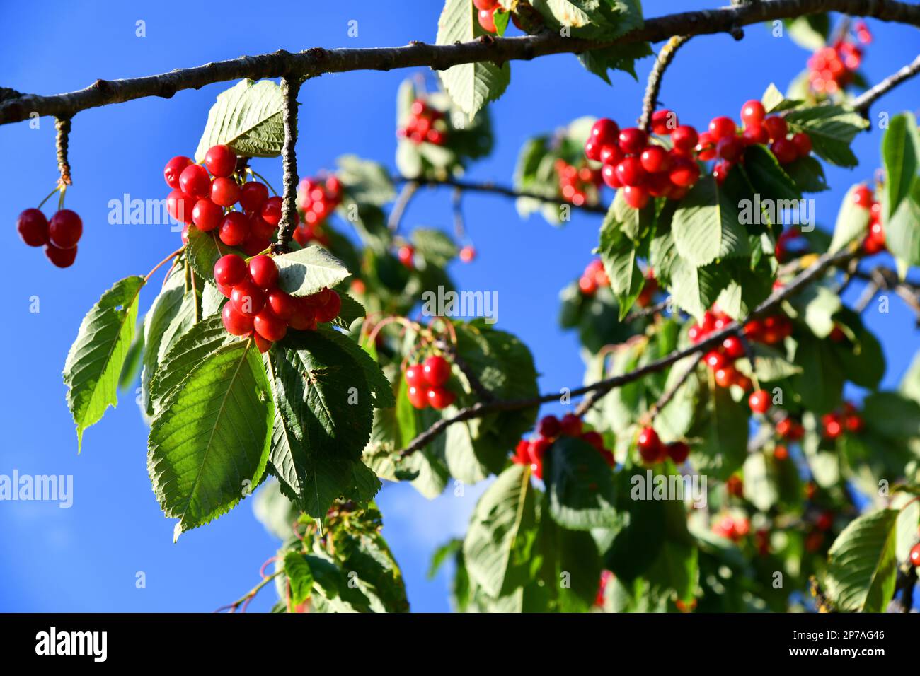 Cherry tree with delicious fruits Stock Photo - Alamy