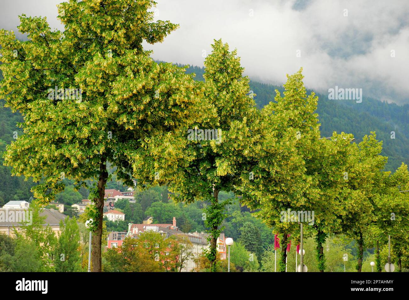 Trees on the streets of Salzburg, Austria, Europe Stock Photo - Alamy
