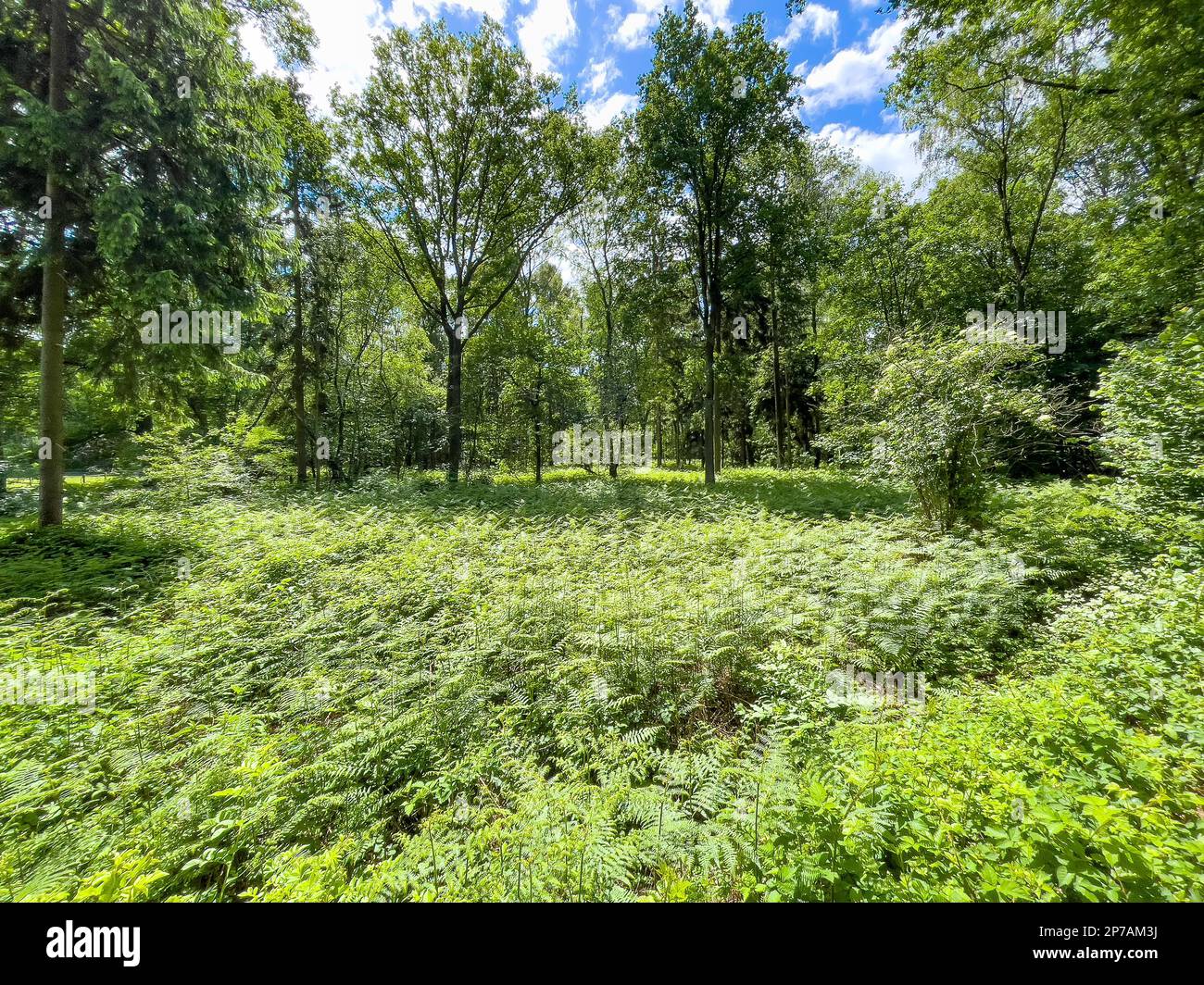 Ferns Fern of the forest Female fern lady fern (Athyrium filix-femina ...
