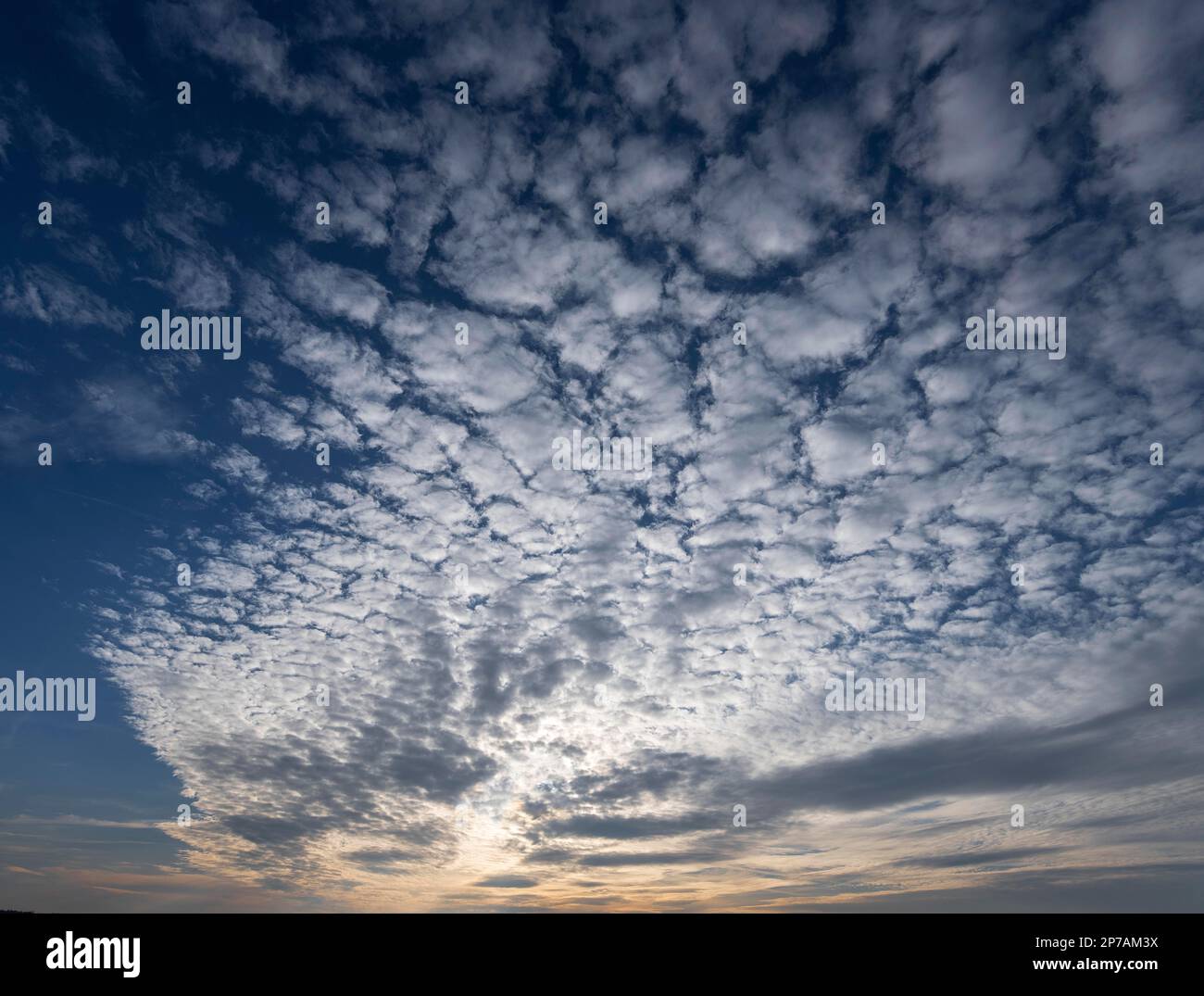 Tree silhouette central to shot hi-res stock photography and images - Alamy