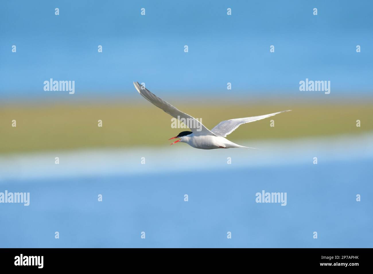Sandwich Tern,Thalasseus sandvicensis in flight.Patagonia Argentina ...