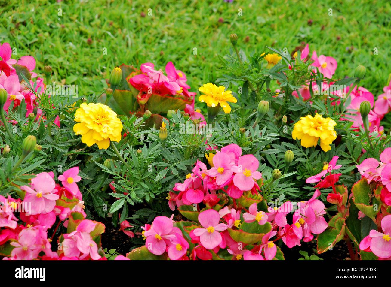 Colourful Flowers at Mirabell Garten, Salzburg, Austria, Europe Stock ...