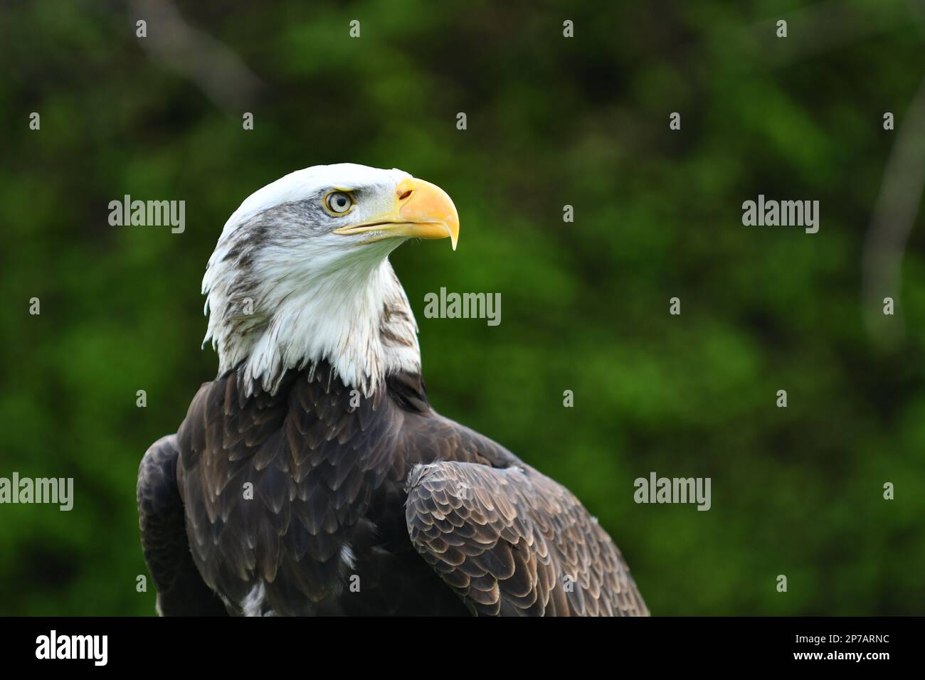 Head shot of an eagle looking towards its left Stock Photo - Alamy