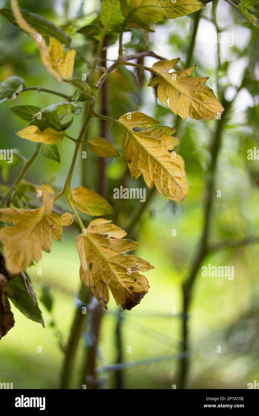 Yellow faded and dry tomato bush leaves on a vine. Close up shot ...