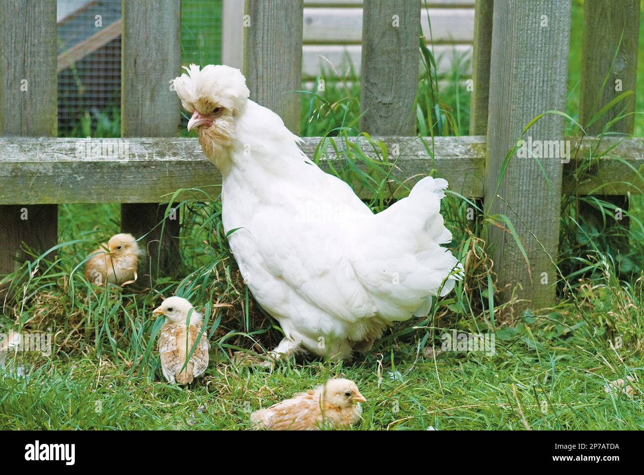 Sultan hen with two chicks, white hen with chickens by coop in garden ...