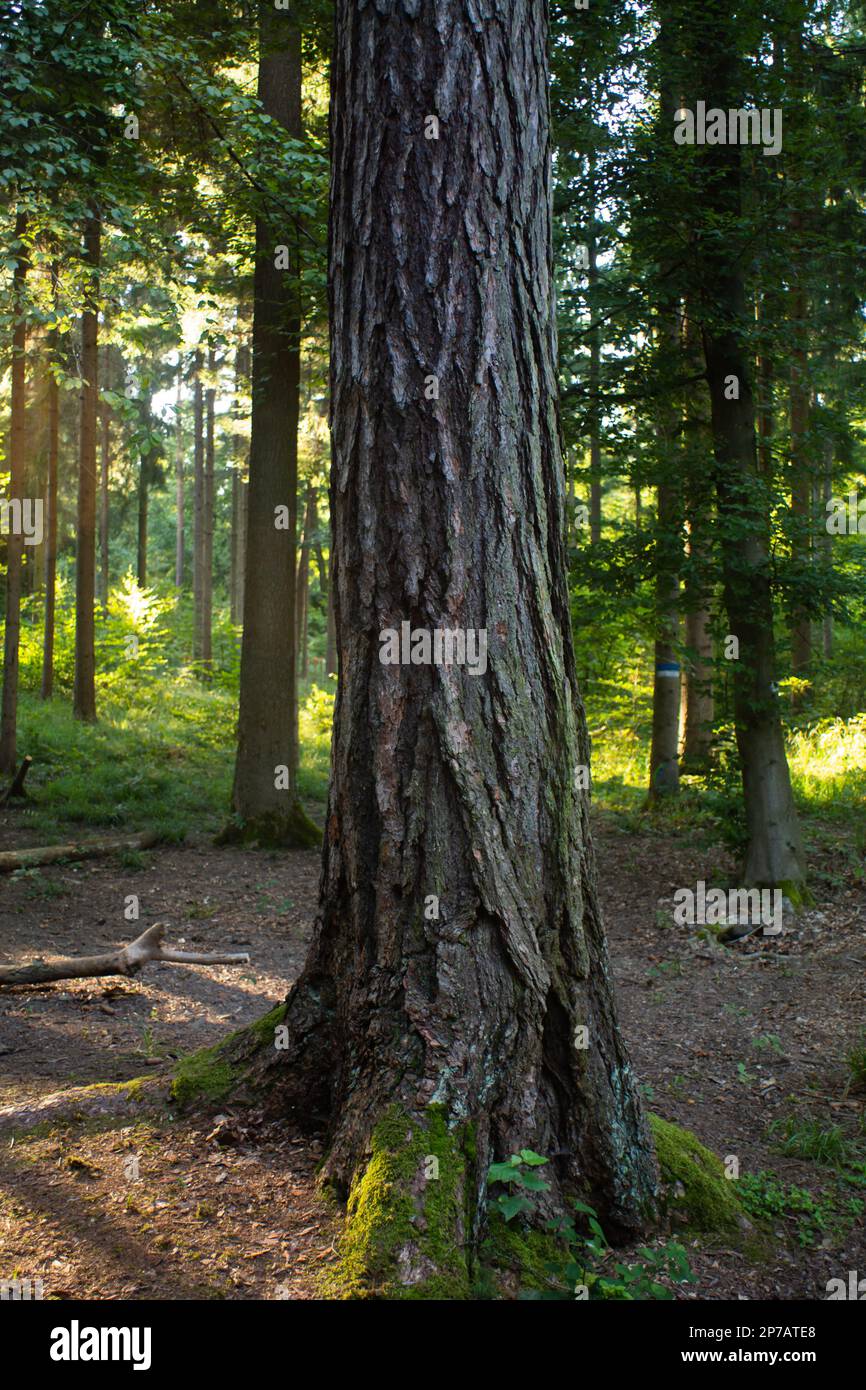 Tree stump with very rugged bark in the forest, close up shot, summer ...