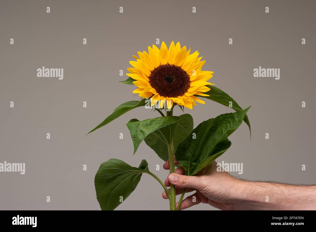 Fresh bloomed sunflower stem and leaves held in hand by Caucasian male ...