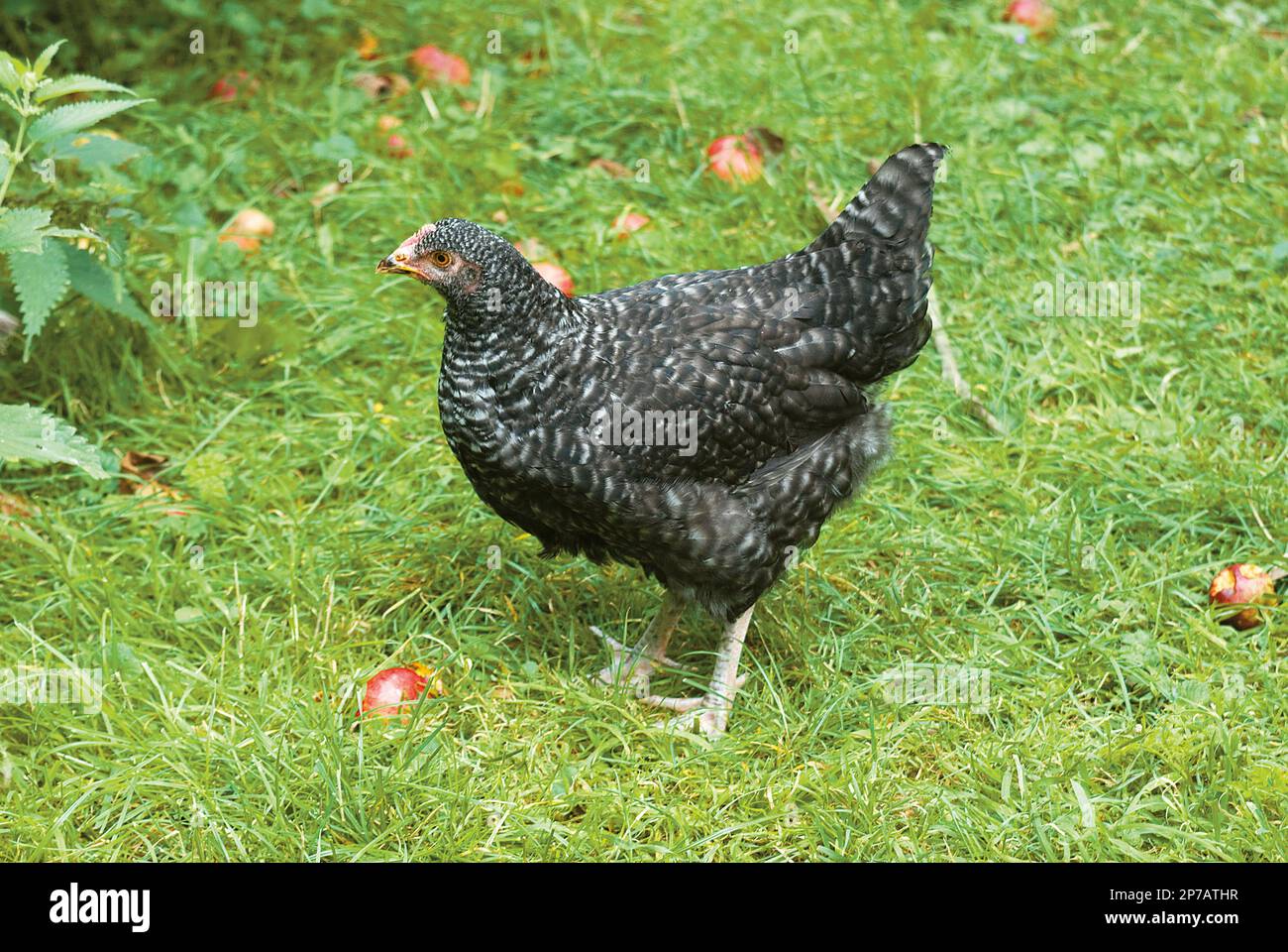 Marian hen, black speckled hen on grass in garden poultry chicken ...