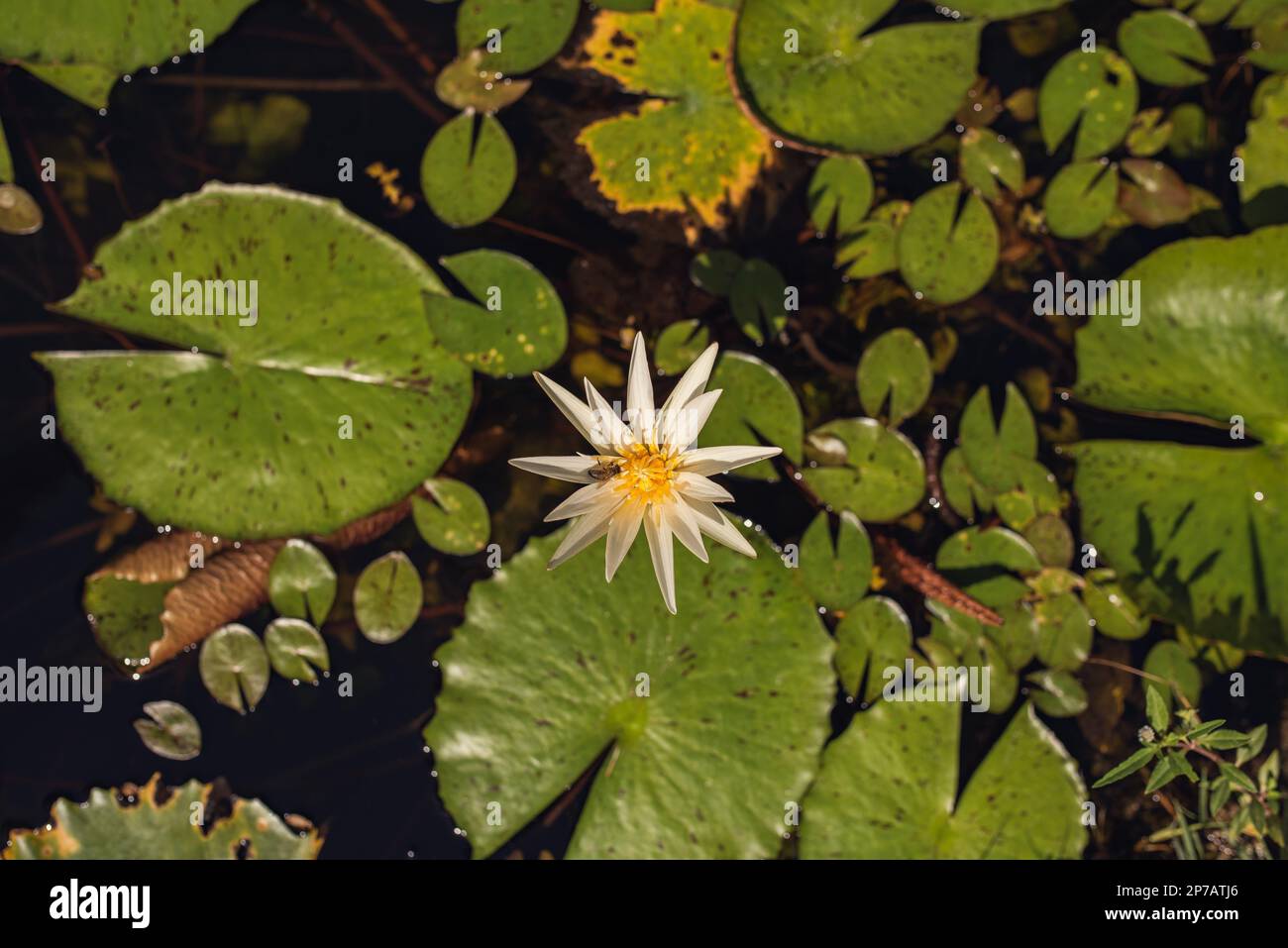 Top view water lilies hi-res stock photography and images - Alamy