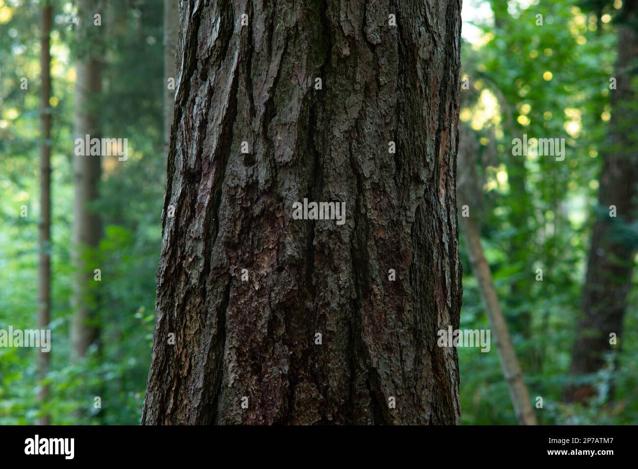 Tree stump with very rugged bark in the forest, close up shot, summer ...