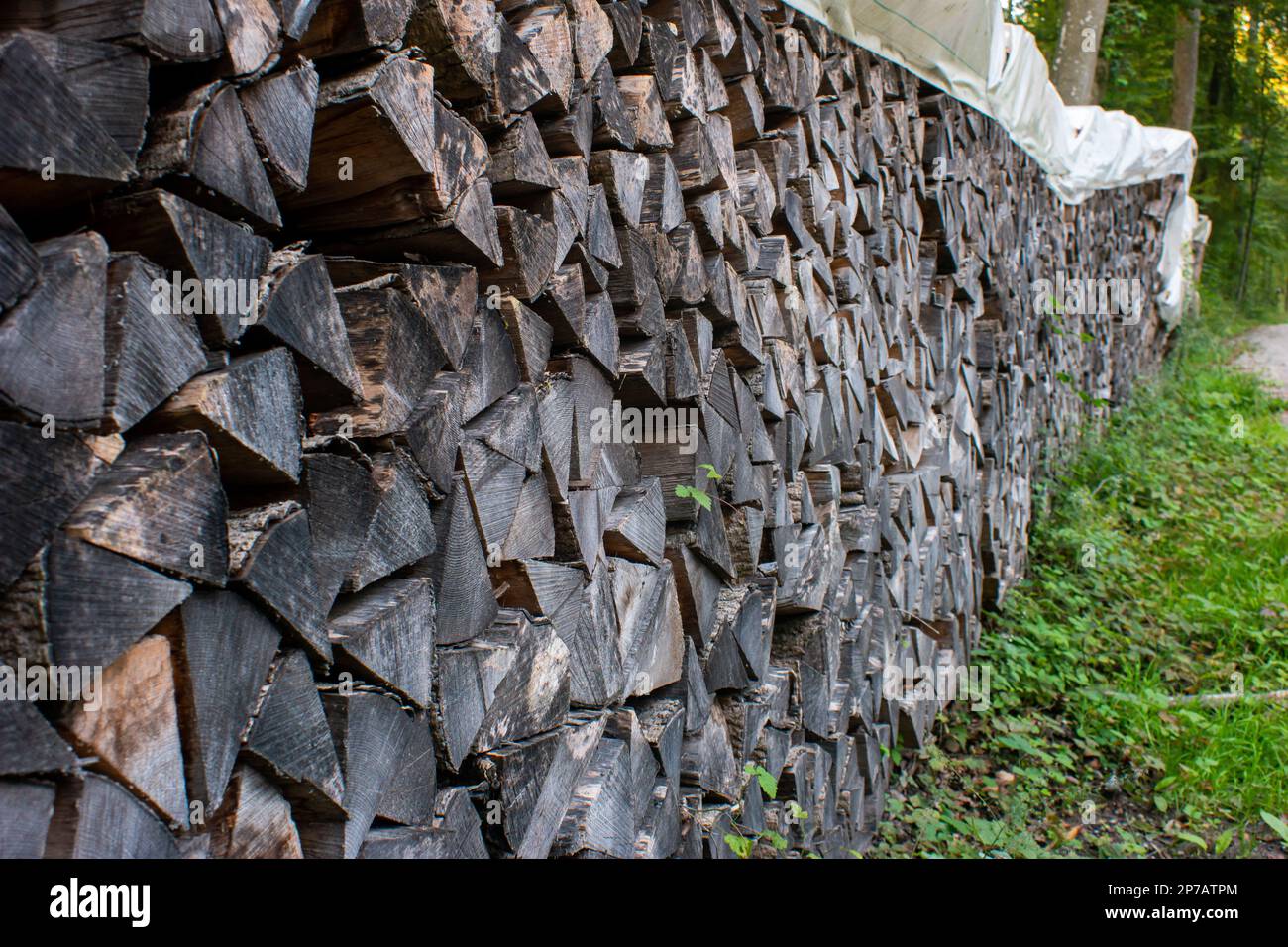 Stacked pile of tree trunks in a forest. Forestry work, summer, daytime ...
