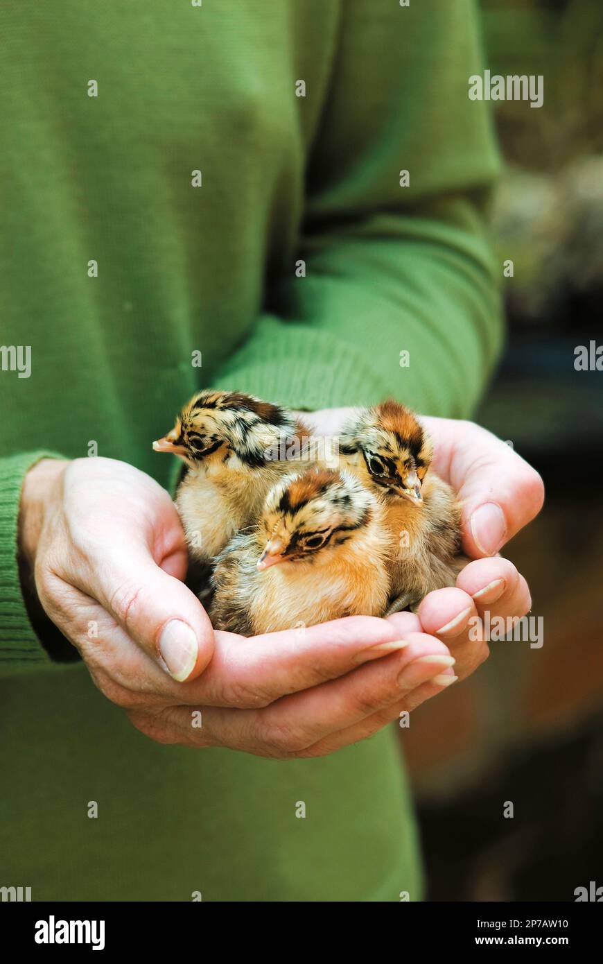 A handful of day old Egyptian fayoumi chicks held in palm Stock Photo ...