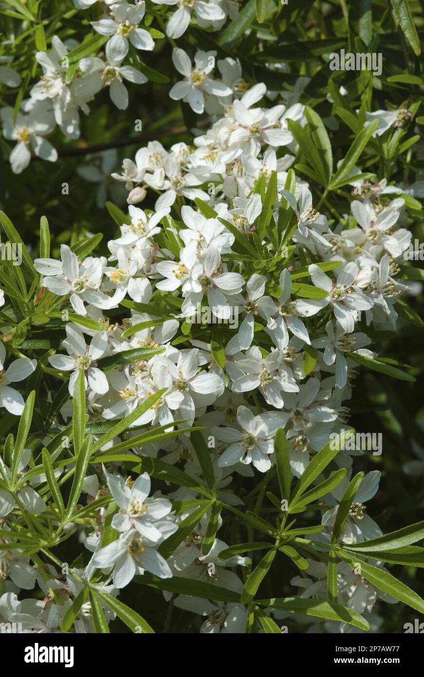 Choisya ternata 'Aztec Pearl' white flowers shrub Stock Photo - Alamy
