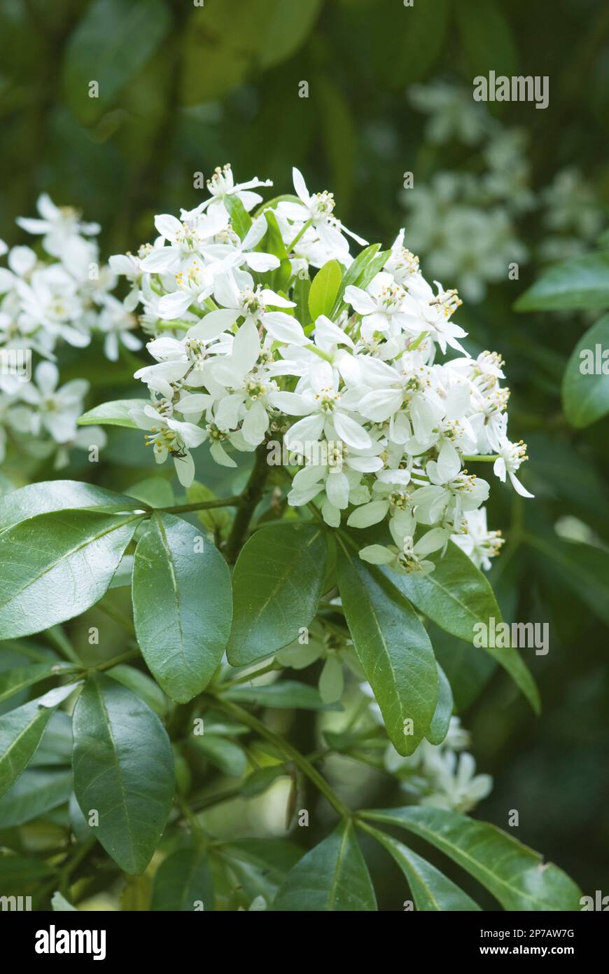 Choisya ternata 'aztec pearl' hi-res stock photography and images - Alamy