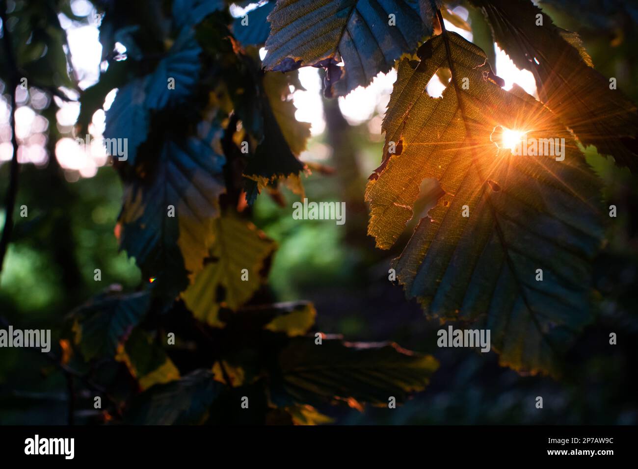 Evening summer sun rays piercing through a worm hole in a forest leaf ...