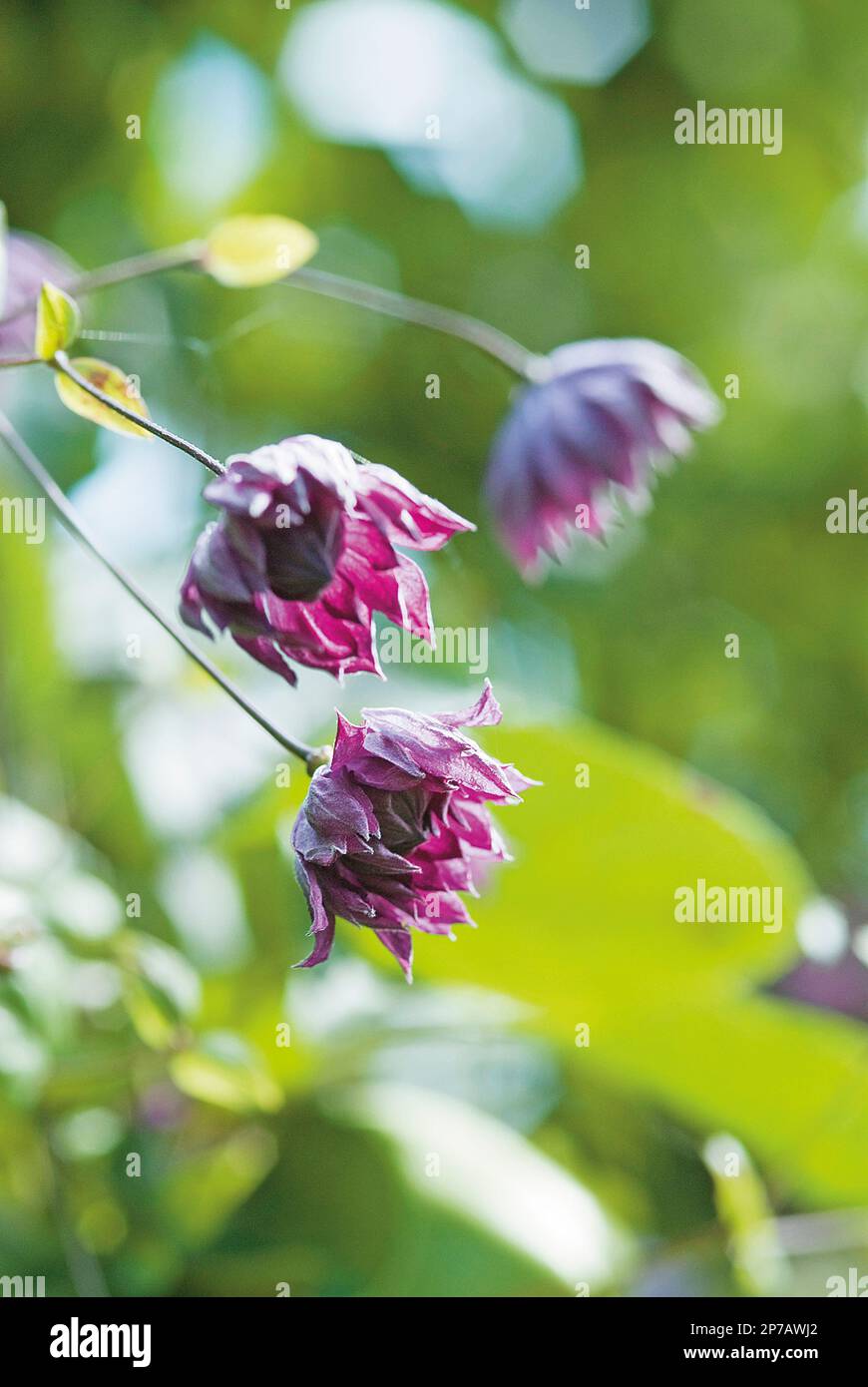 Clematis viticella 'Flore Plena' purple bell three flowers Stock Photo ...